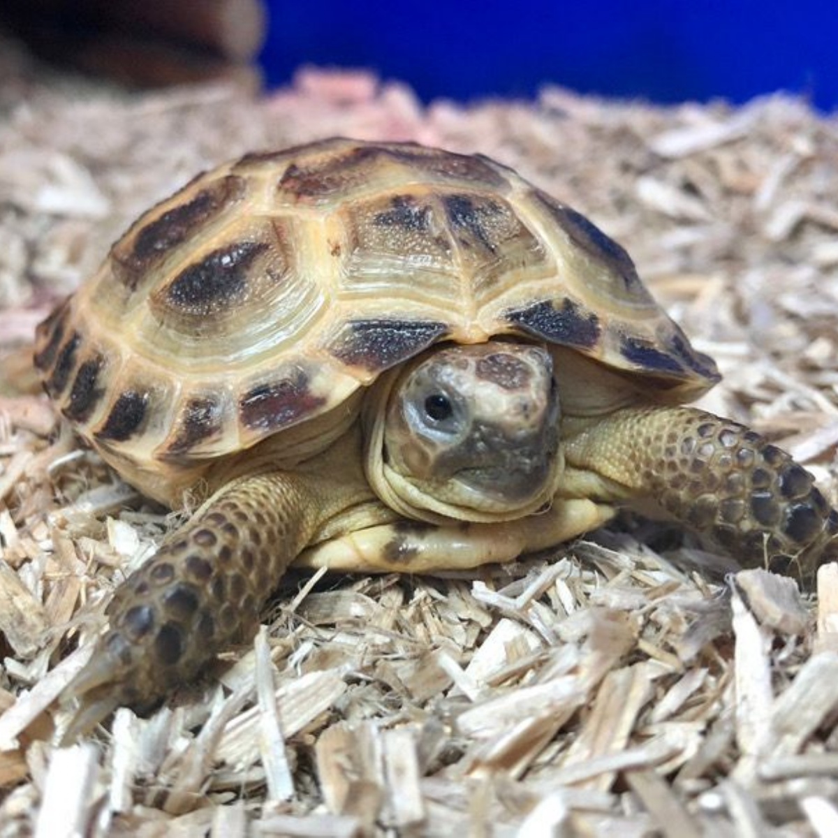 Barrow URC Primary School - Welcome Tiny the Tortoise
